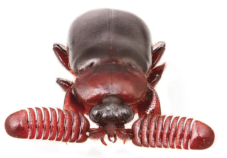 The Insect World: African Insects - A treasure Trove of Entomology