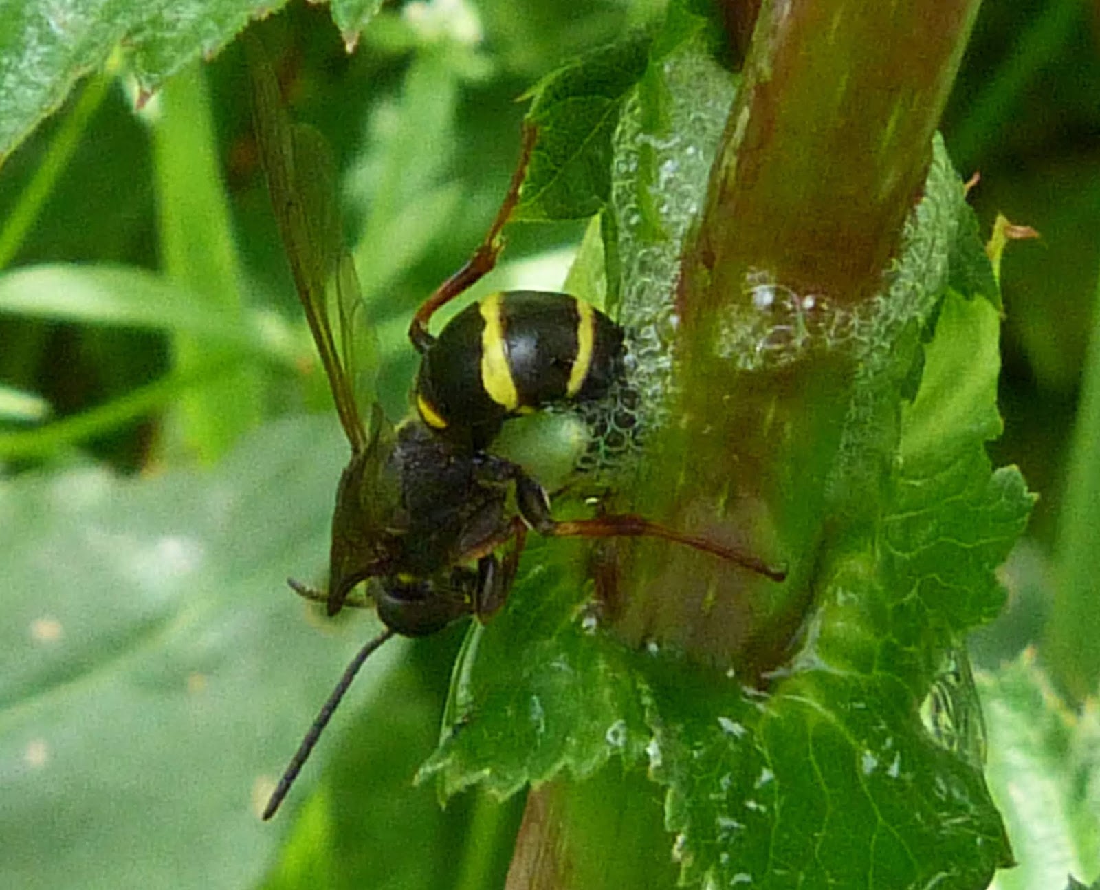 Insects of Scotland: Bees/Wasps/Ichneumons/Sawflies/Ants