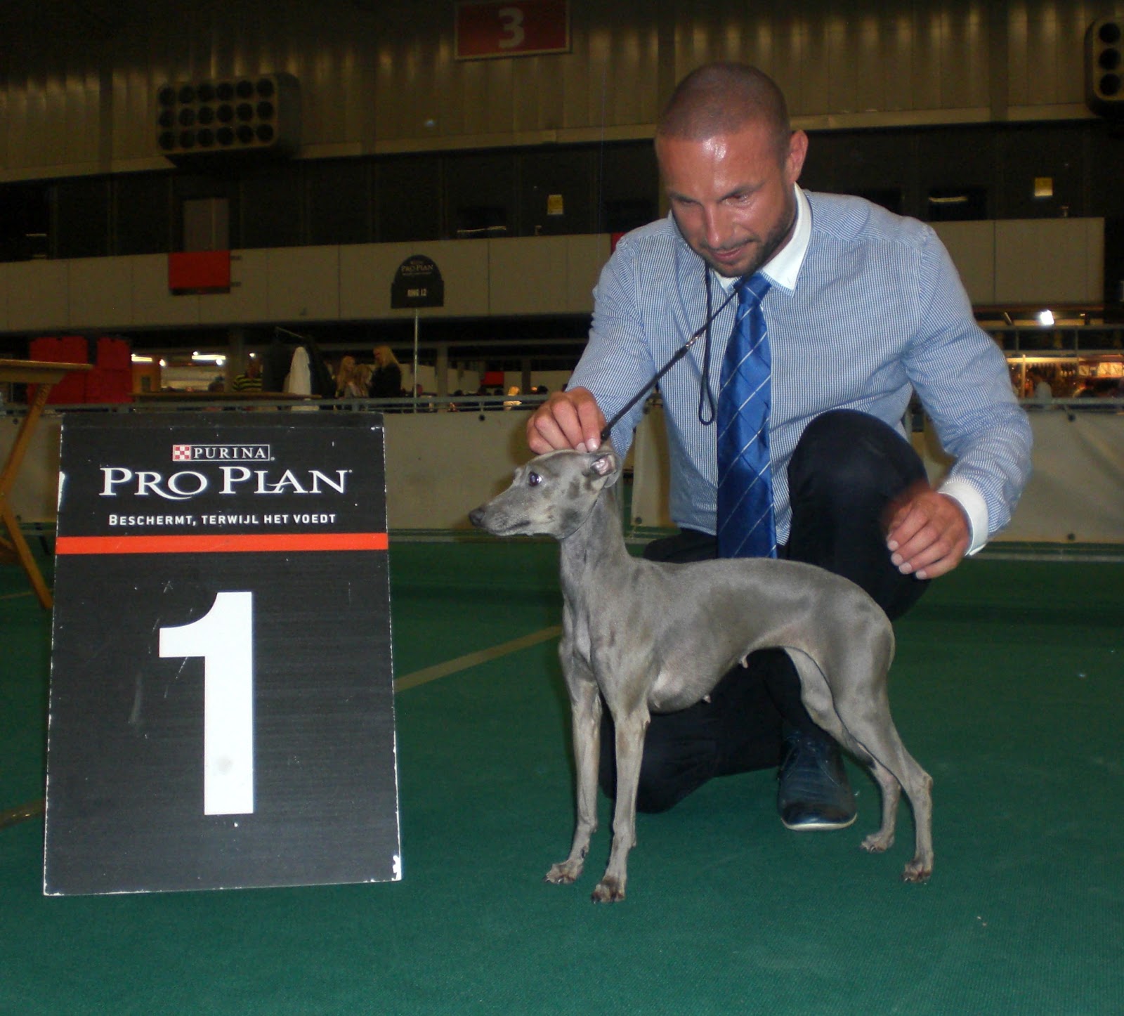 StripPoker Whippets & Cresteds: Haifa is pregnant