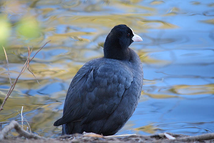 Light Colour Shade: Coots, Mallard Ducks and White Muscovy ducks at Sunset