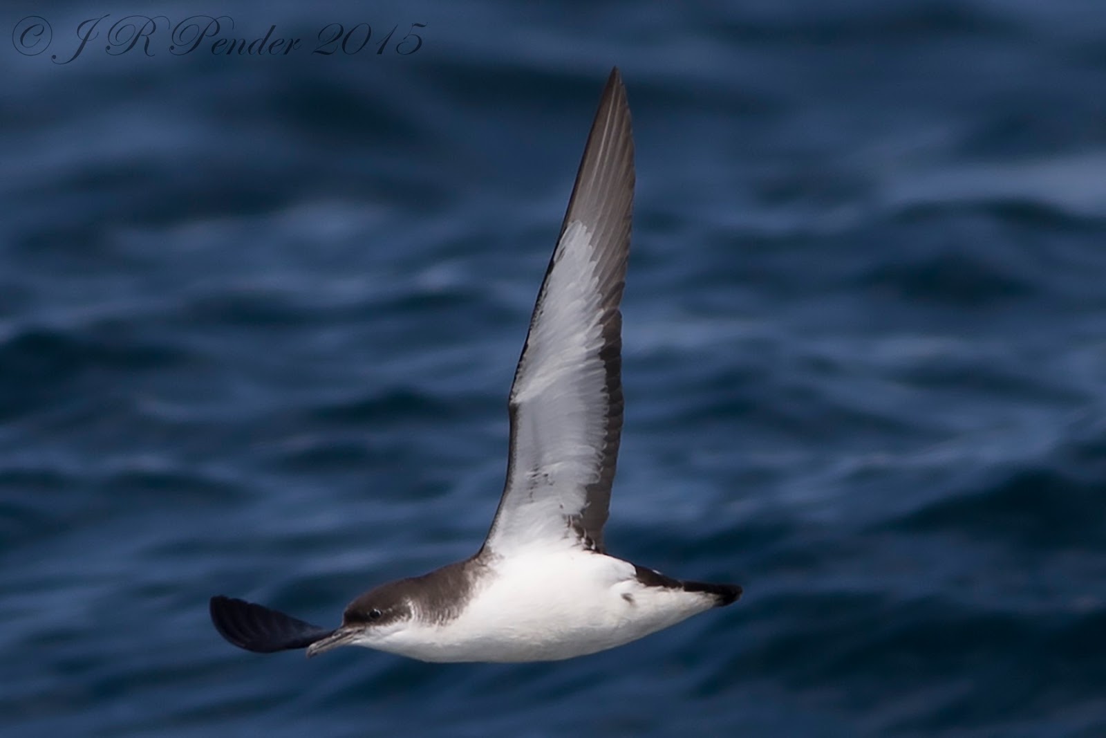 Joe Pender Wildlife Photography: Manx Shearwaters