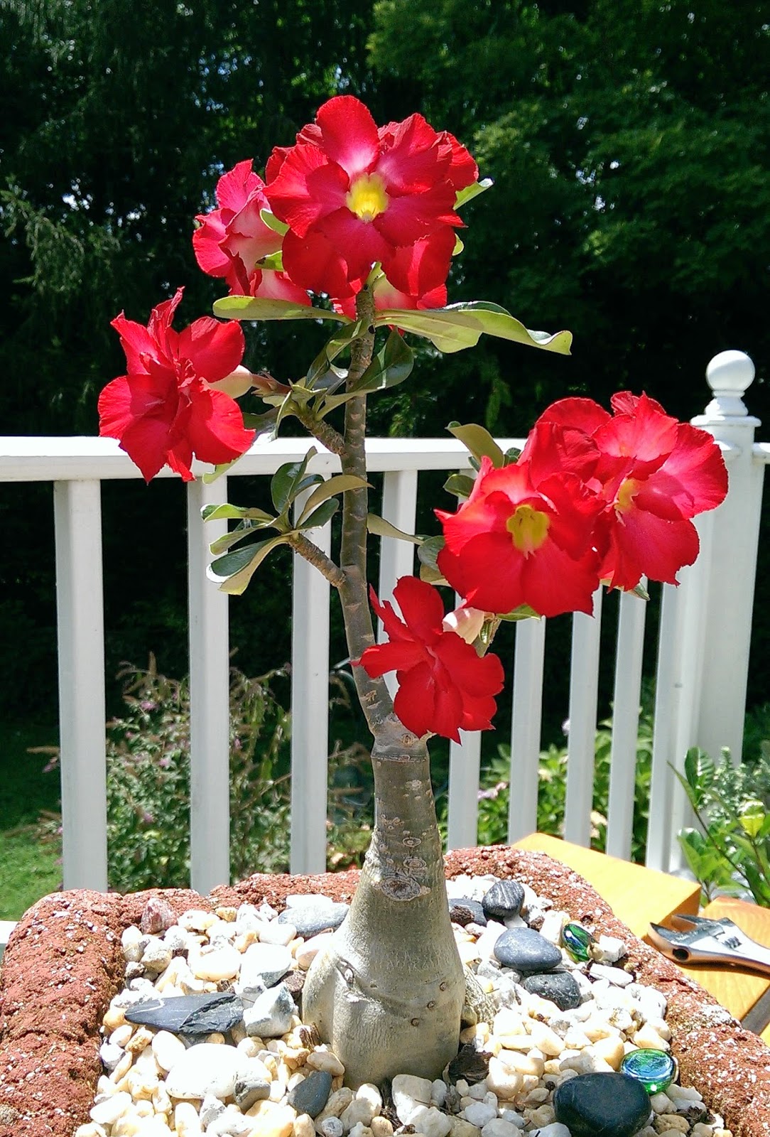 Kalachuchi Atbp: Frankendeniums!