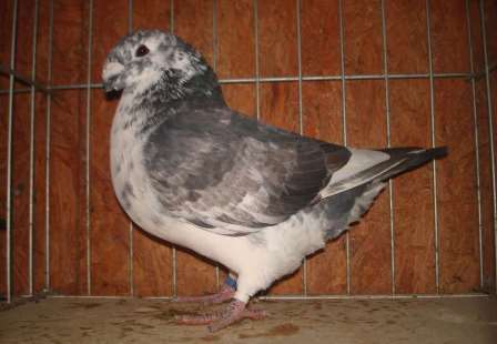 American Show Racer ~ All about Birds