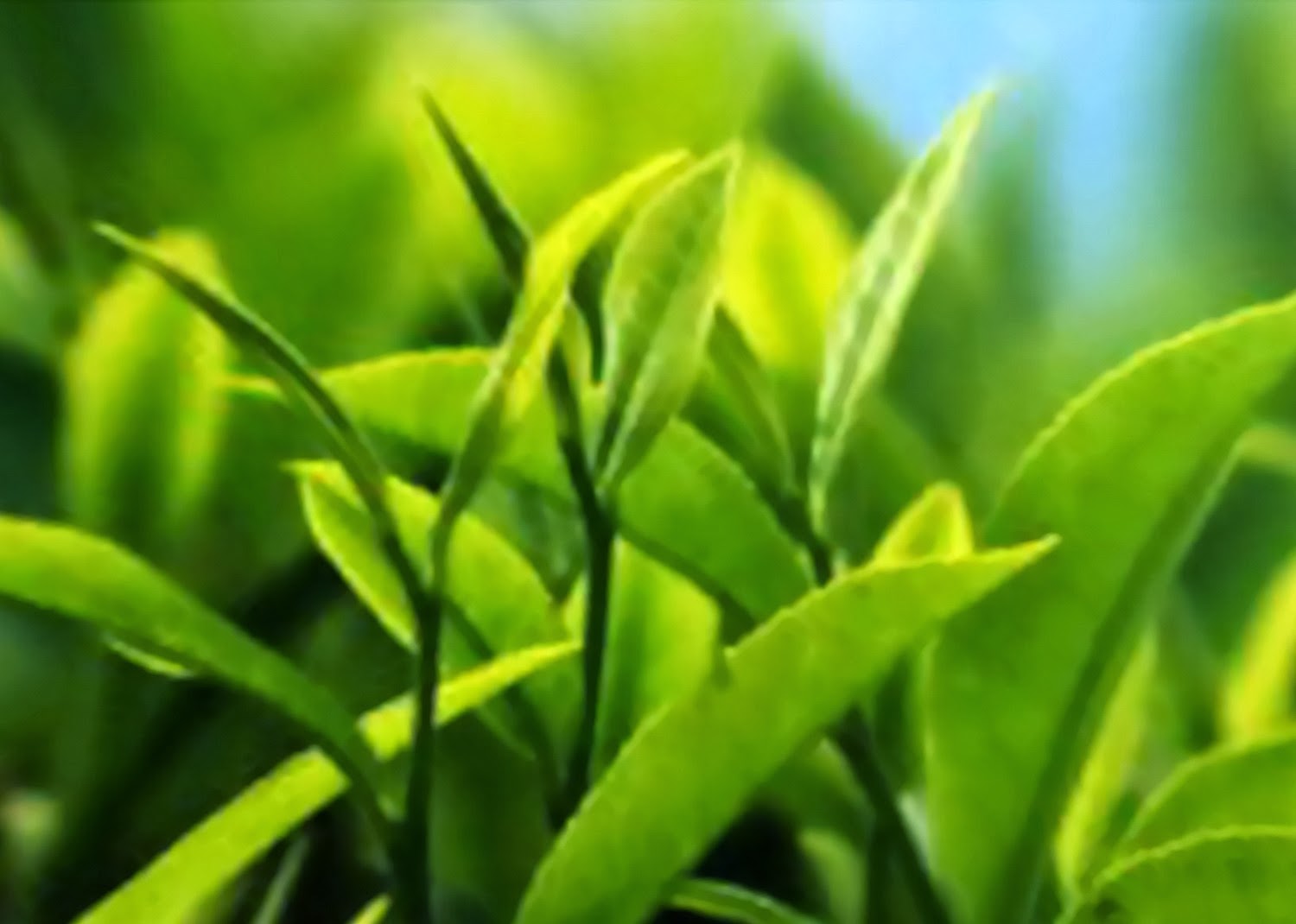 10 Manfaat Daun Teh bagi Kesehatan yang Patut untuk Diketahui ~ One web id