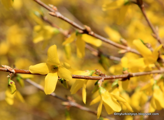 Spring Popping Up in Pennsylvania | LOST TRAVELER