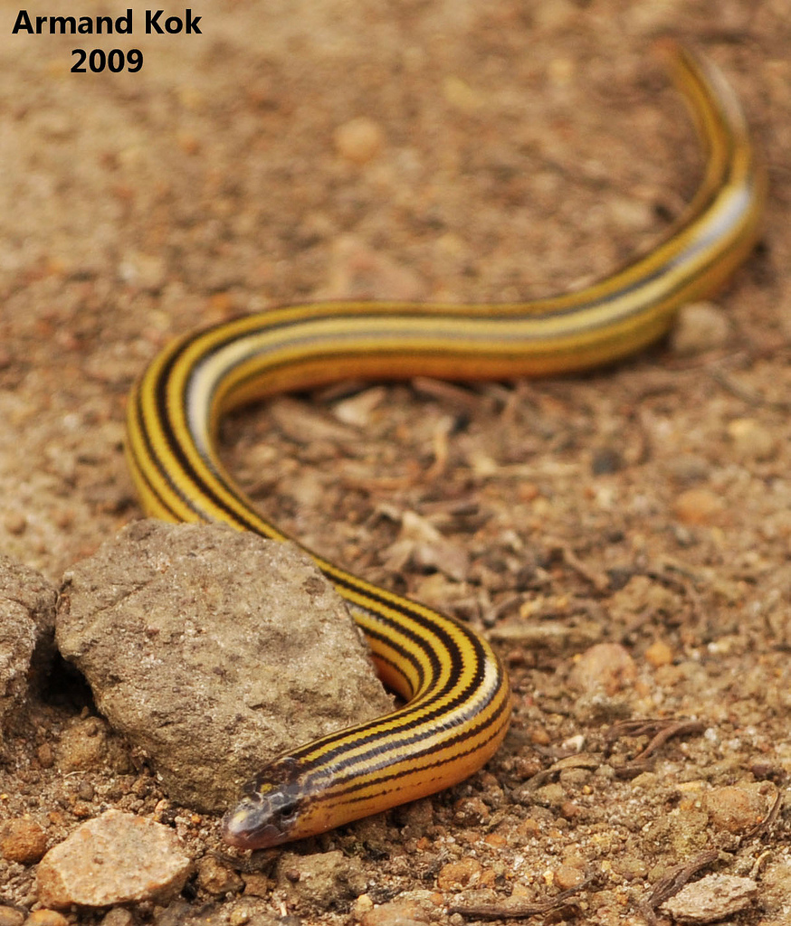 Real Monstrosities: How The Lizard Lost Its Legs