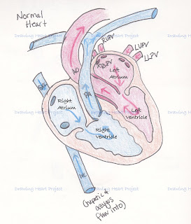Drawing Heart: A Normal Heart