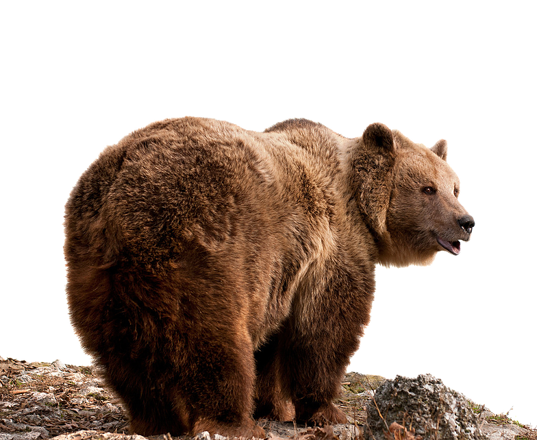 GEOGRAFI LINGKUNGAN: FAKTA TENTANG BERUANG DAN CARA MENGHINDARI ...