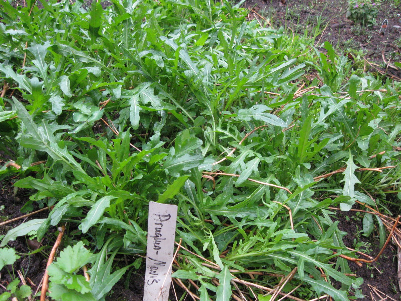 Our Subsistence Pattern: Perennial Arugula