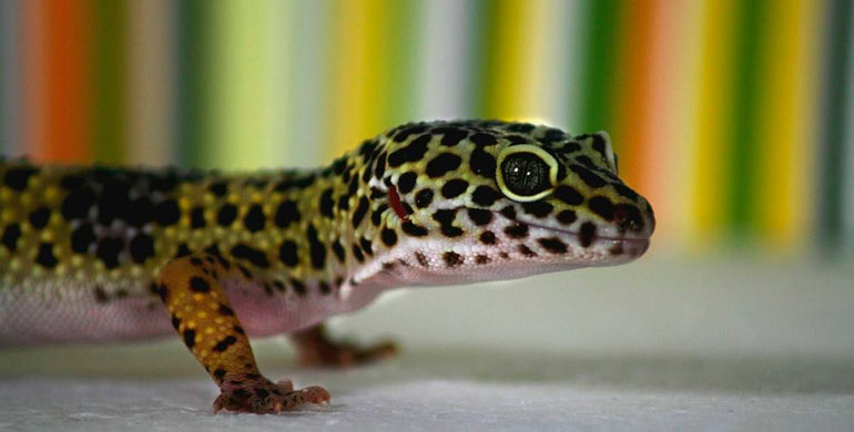 Los Geckos ~ Curiosidades y Mas