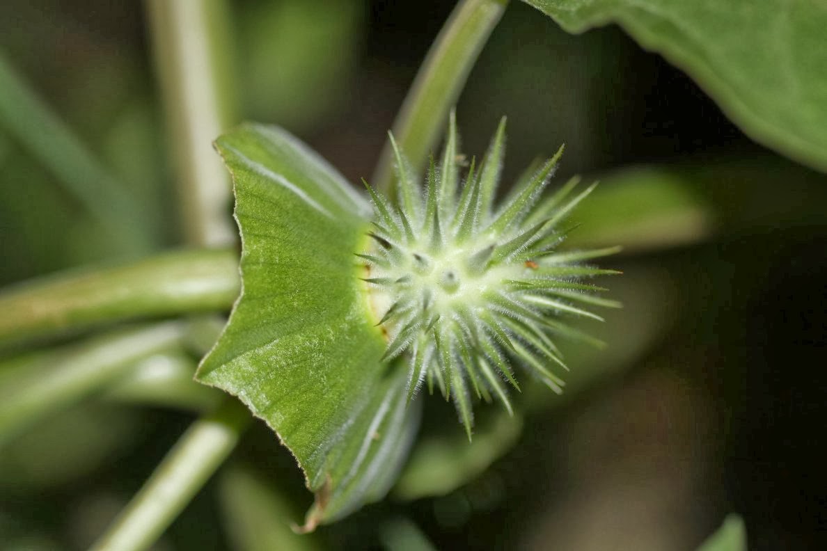 Flora de Puerto Rico Ilustrada Papo Vives: SOLANACEAE DATURA INOXIA ...