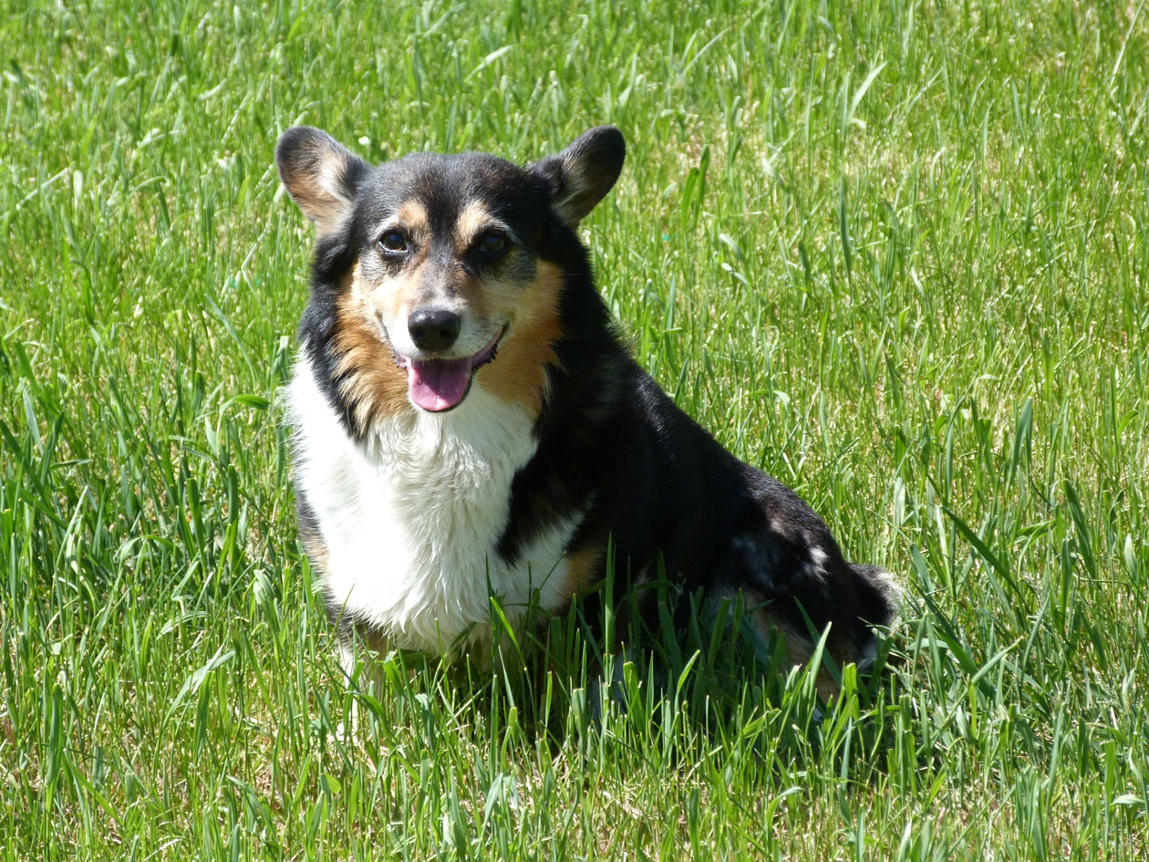 Life On The Periphery: Summer Corgis