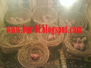 BnR Bird Farm: profil indukan burung jalak