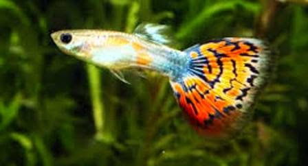 The Guppy as Cool Freshwater Fish Pets - Freshwater Fish