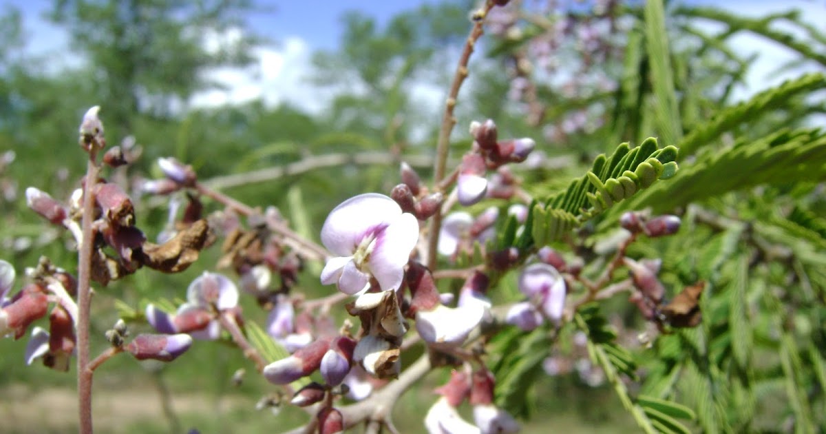 Fabaceae - Leguminosae no Brasil: Fabaceae - Machaerium eriocarpum ...