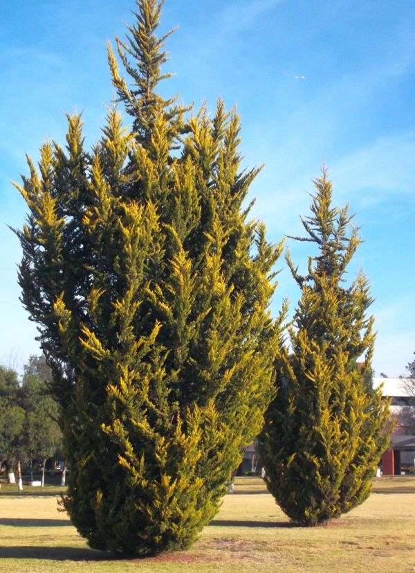 El cuexcomate: Salicaceae