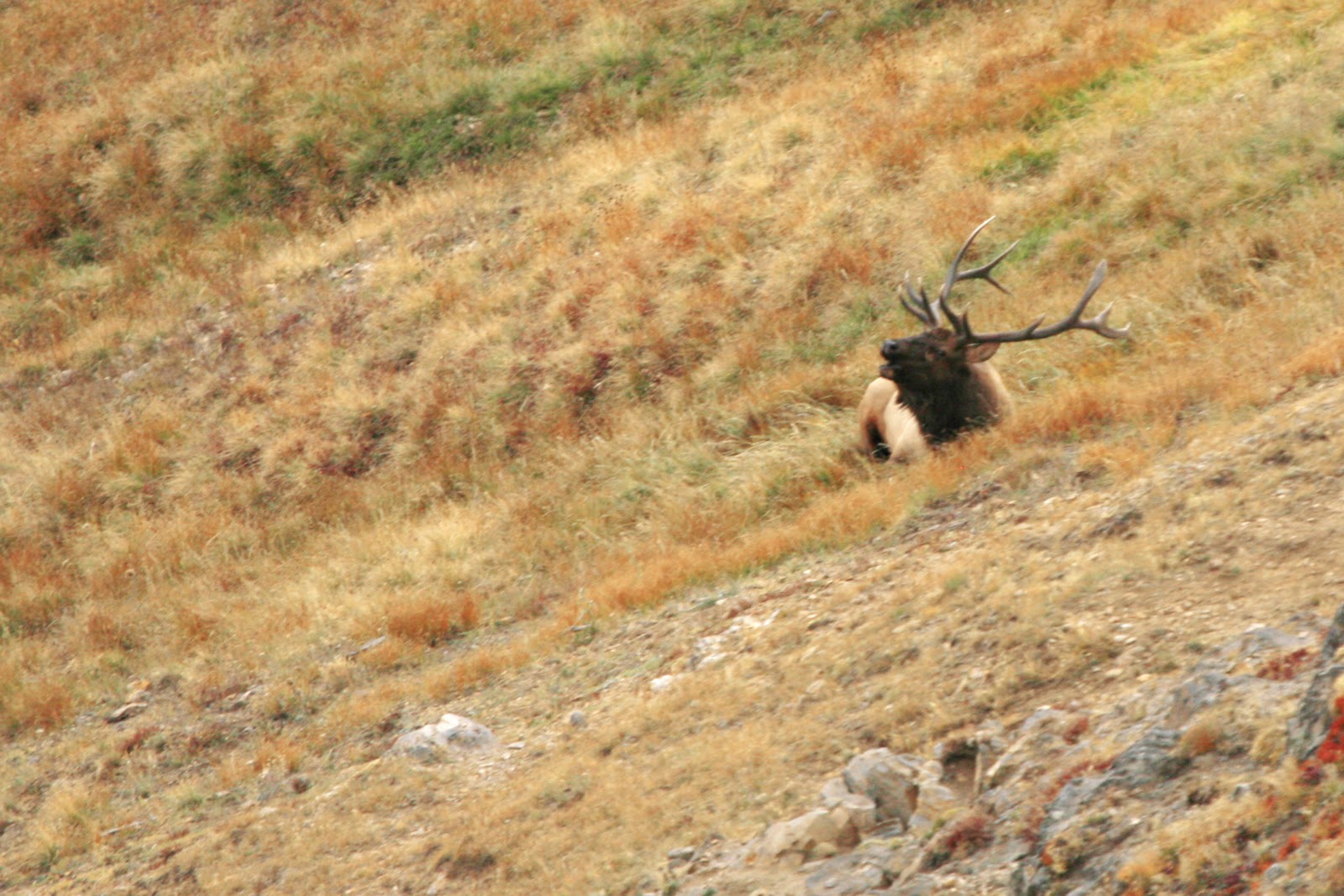 Pony Riding By: An Elk Weekend