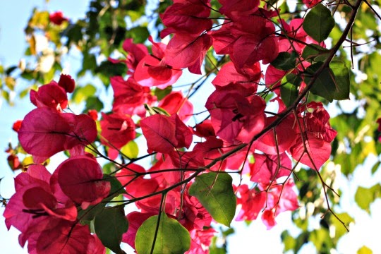 k a l a n i c u t: Finding The Great Successes In A Mundane Day