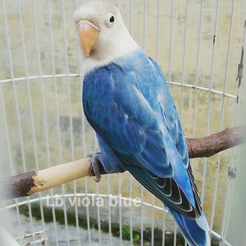 apa itu lovebird jenis biola