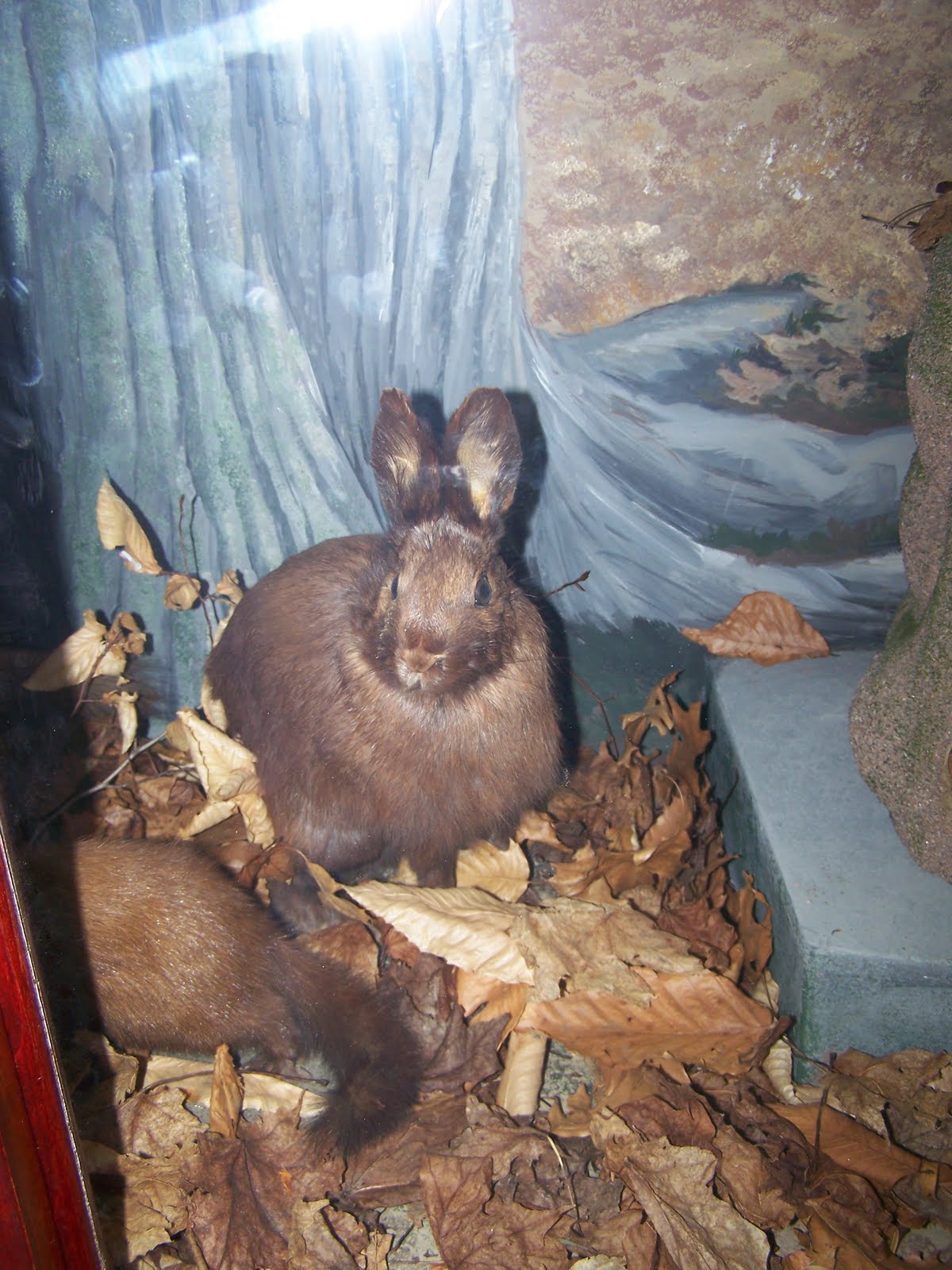 Rabbit Slippers: Surrounded by rabbits-they find me everywhere I go ...