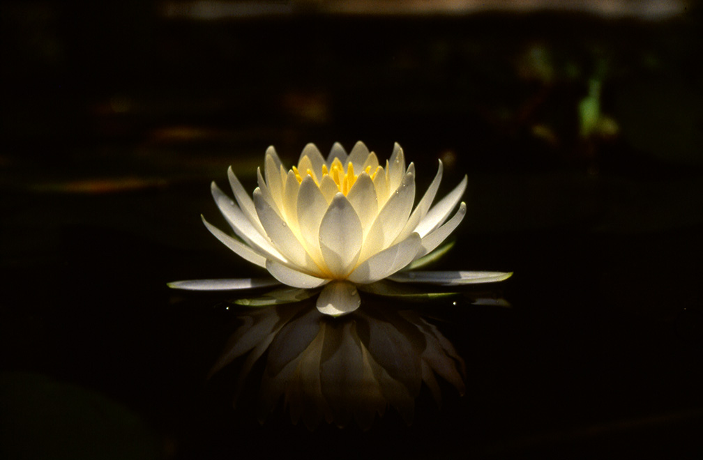 Ser el Ser: La apertura de la Flor de Loto