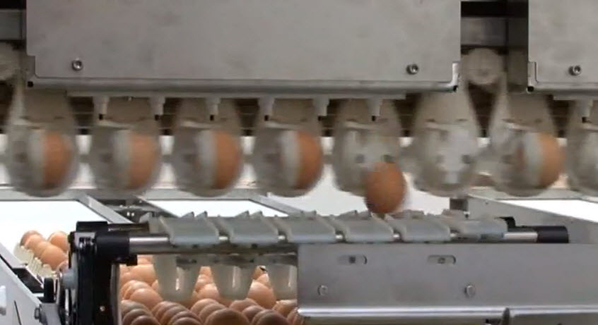 เครื่องคัดแยกไข่เพื่อบรรจุลงแผงของ Moba Prima 2000 egg grading machine ...