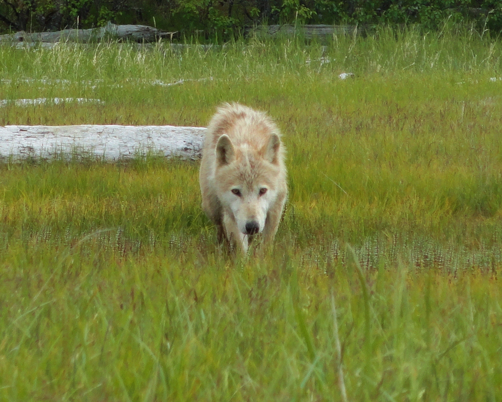 Bears at Hallo Bay: Wolves in Katmai National Park
