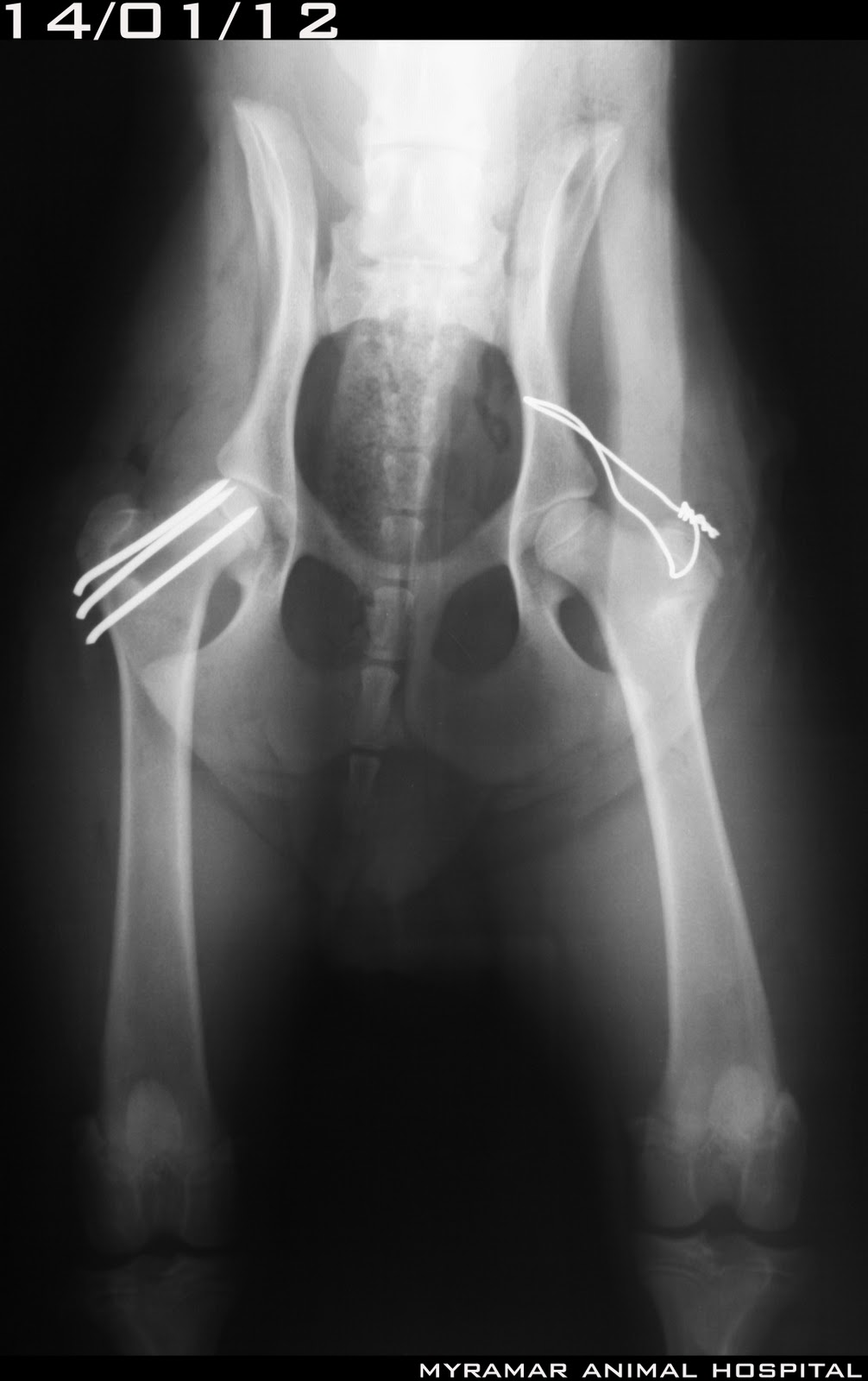 3. FRACTURAS DE FÉMUR. TRAUMATOLOGIA VETERINARIA: MESSI. SH 1 cabeza ...