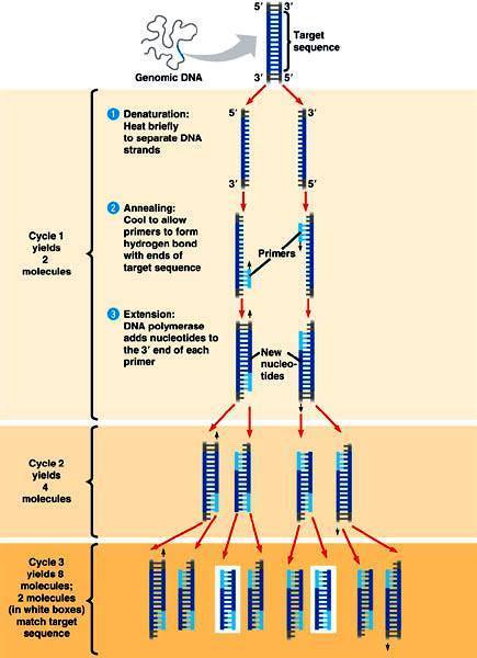 La technique de la PCR
