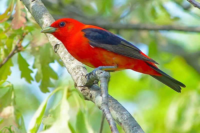 Vestal Grove: WINTER REVIEW - 2013 in photos - animal edition