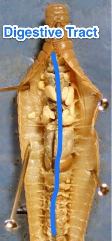 Biology 11: Worm Dissection
