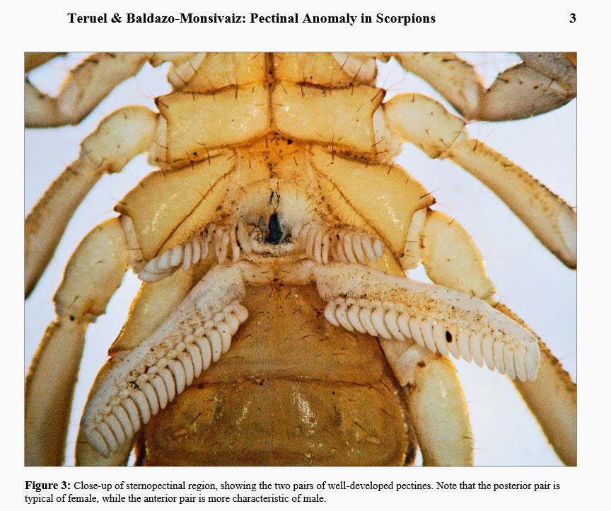 The Scorpion Files Newsblog: A scorpion with four pectines and other ...
