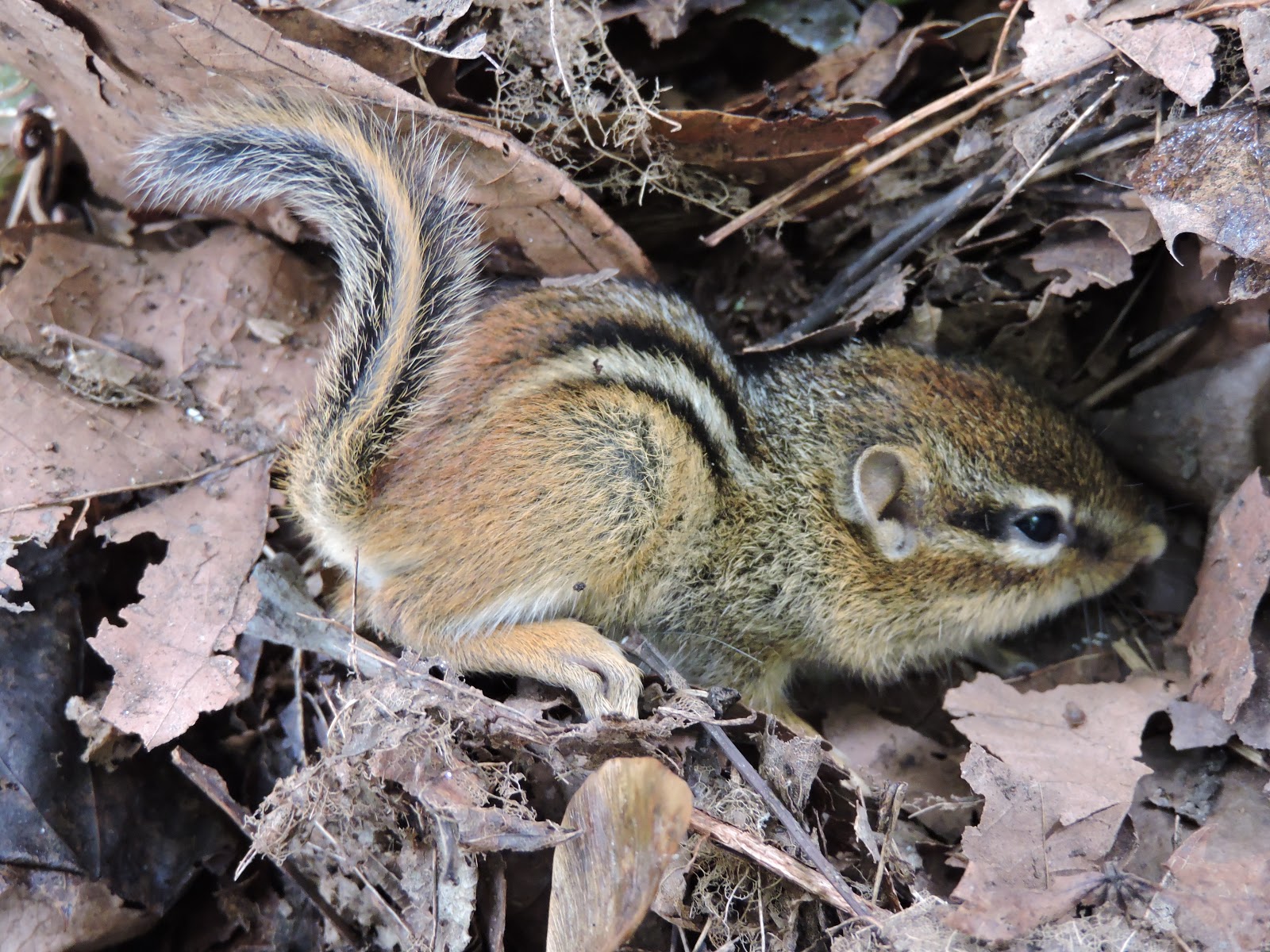 Capital Naturalist by Alonso Abugattas: Eastern Chipmunk