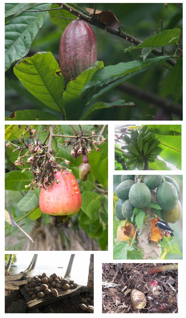 Mae's Food Blog: Costa Rica Agriculture