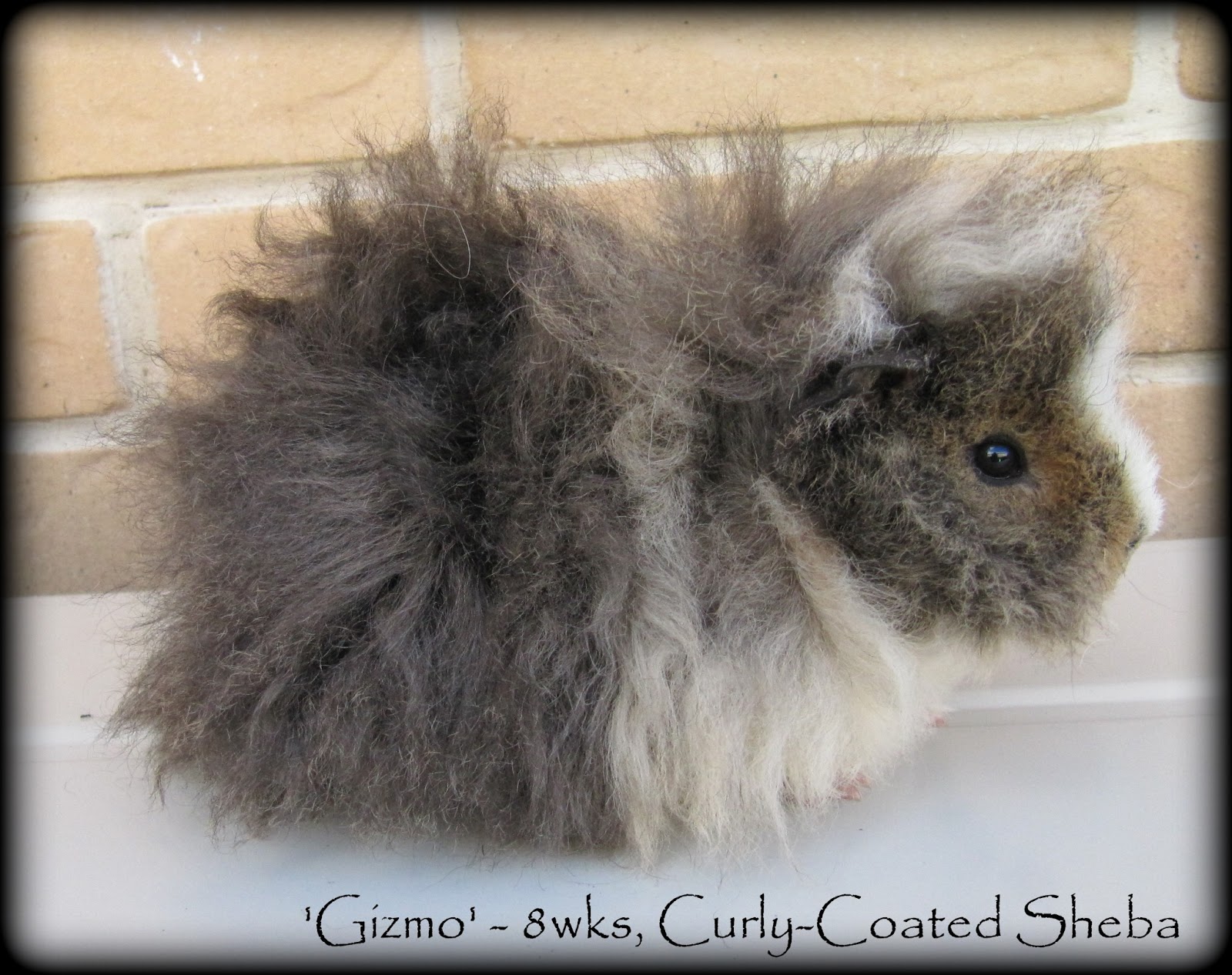 All Things Guinea Pig: The journey towards a new breed