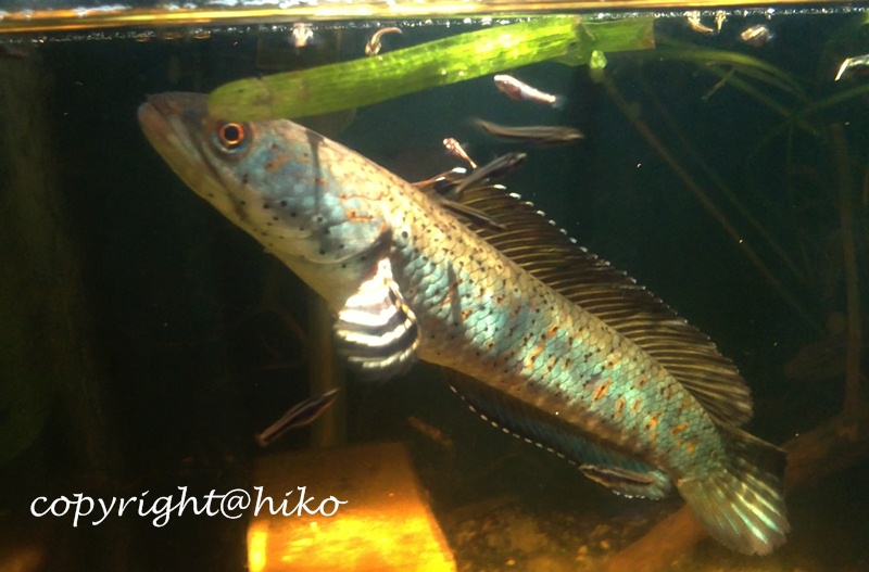 Mahamaya Hiko: jual Channa Pulchra 'Peacock Snakehead' Captive breed(CB ...