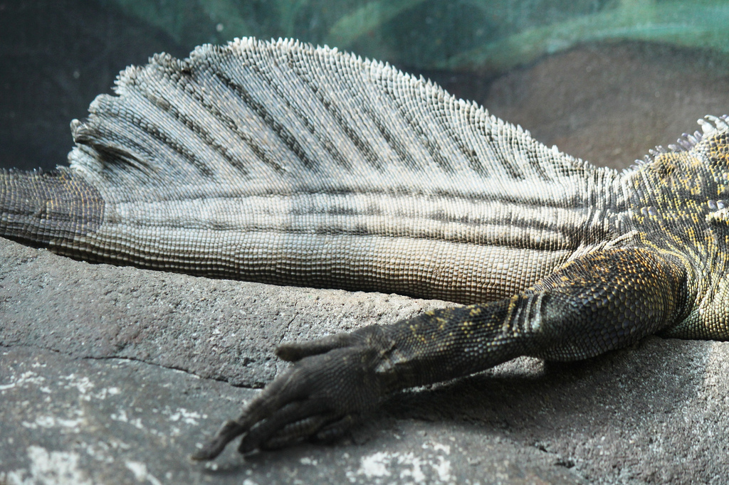 Real Monstrosities: Sailfin Lizard