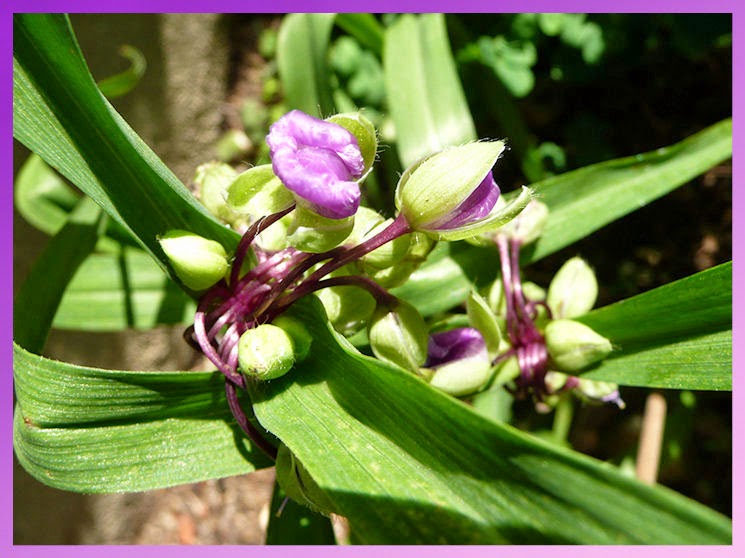 ...COQUELICOTS, COQUILLAGES...et BELLES PAGES !: Je vous présente mon ...