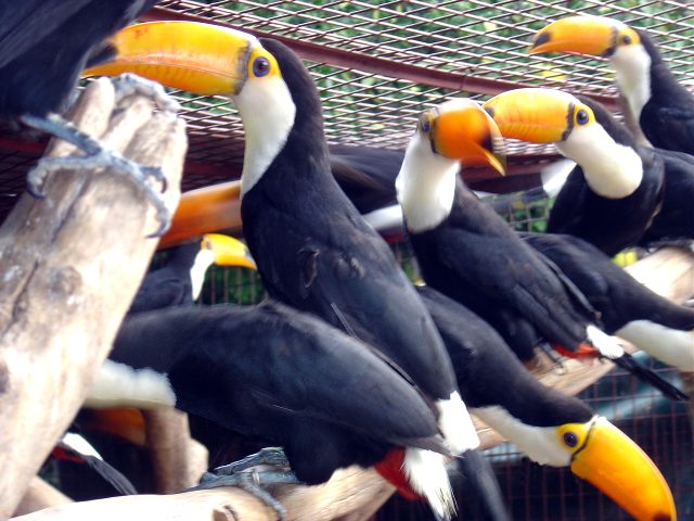 Birds Of The World: Toucans, family Ramphastidae