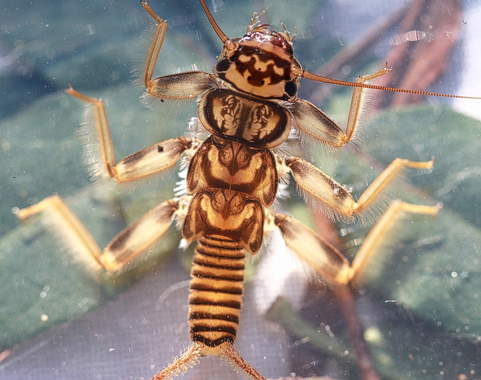 Aquatic Insects of Central Virginia: A few photos from the North Fork ...