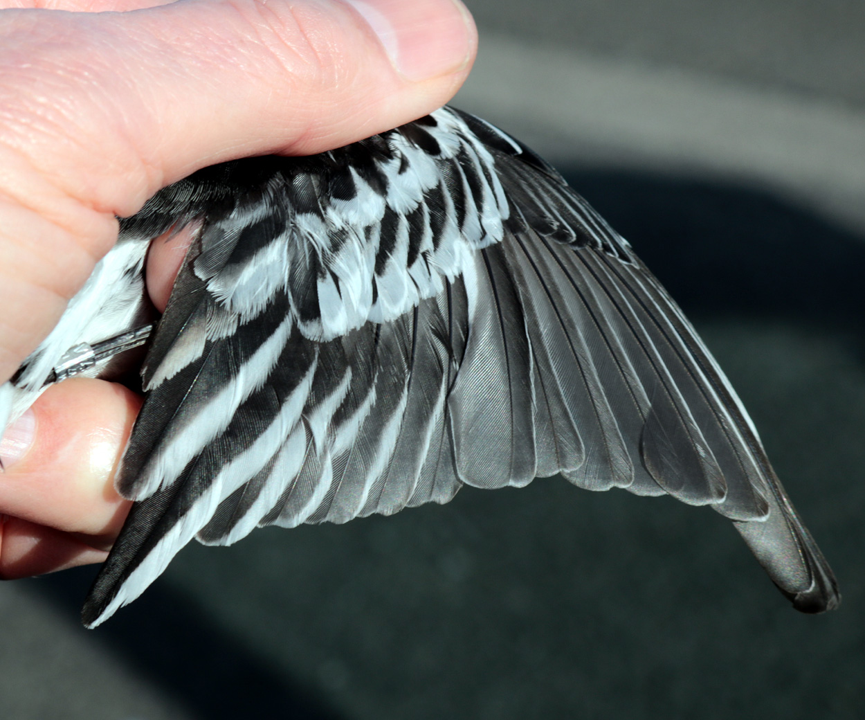 Another Bird Blog: Two Willies