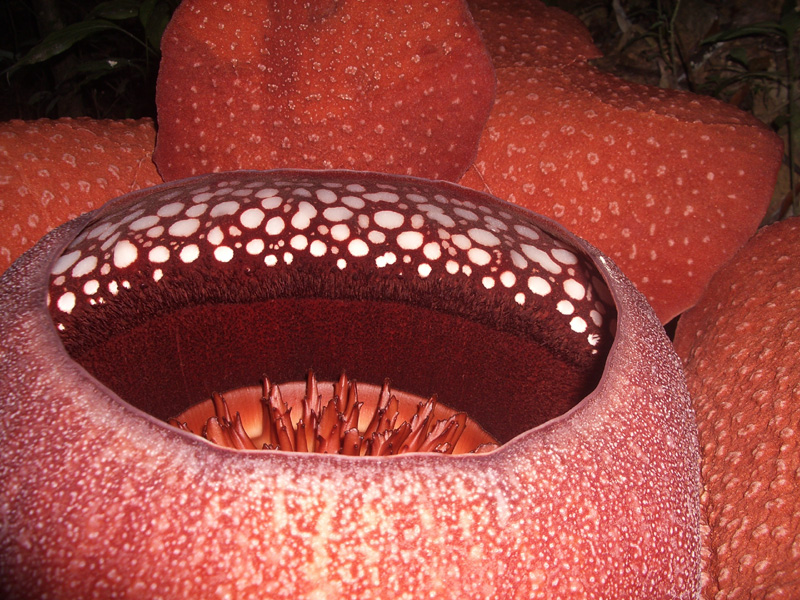 RAFFLESIA ARNOLDII FLOWER photos - wallpapers | the fun bank