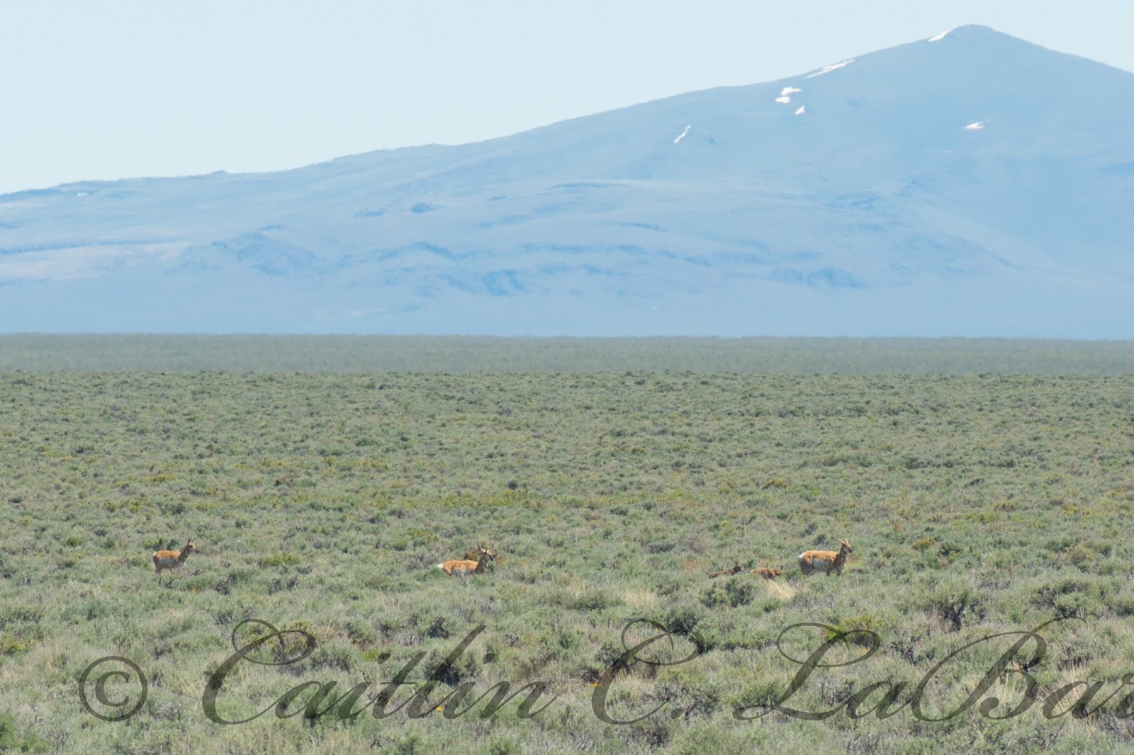 Northwest Butterflies: Steens Mountain and Catlow Valley