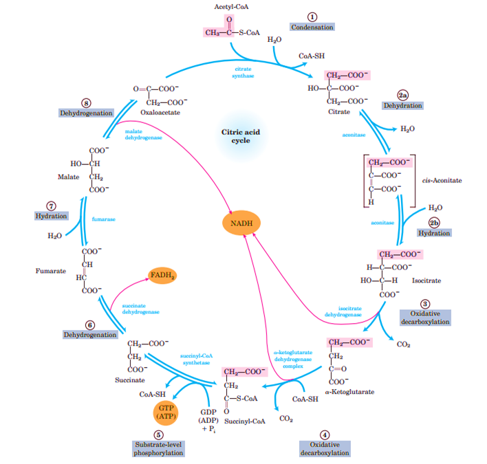 noni muliana: Siklus asam sitrat