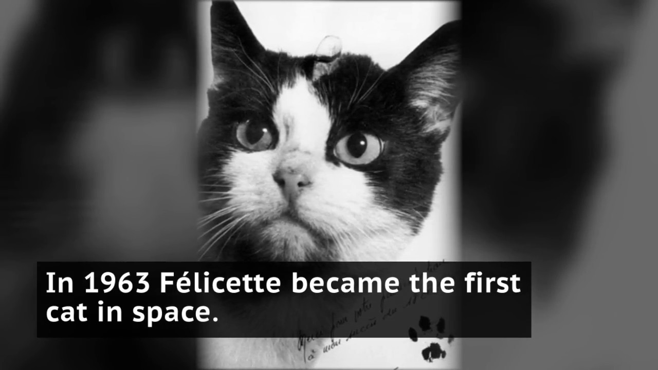 What Happened To The First Space Cat?