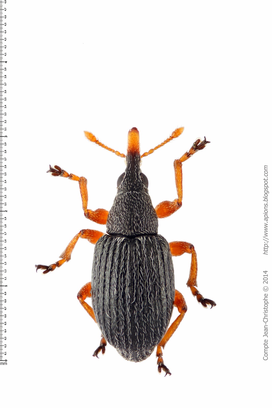 Apions de France: Pseudapion moschatae