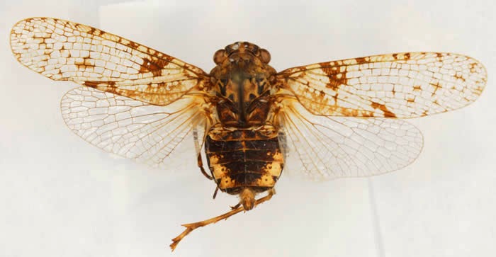 Auchenorrhyncha from Mexico : Genus Alphina - Stal, 1863