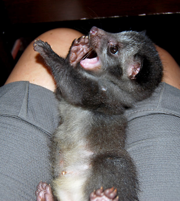 Musang or Masked Asian Civet Cat