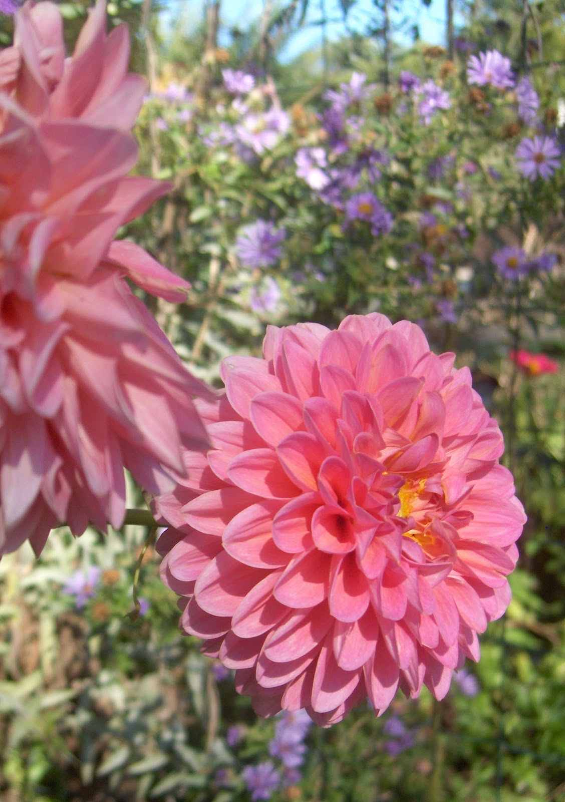 Somethings Old, New, Green, Redo!: Late Summer Midwest Garden