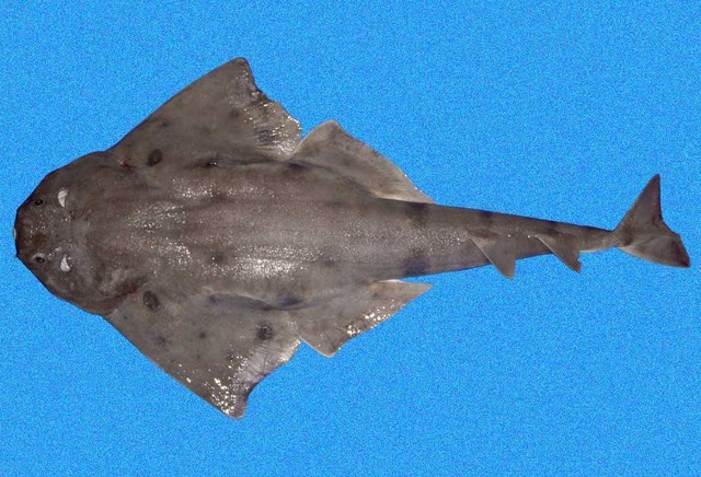 Artes de Pesca: VAMOS A PESCAR EL PEZ MONJE